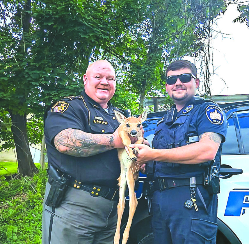Orphaned fawn saved by officers | News, Sports, Jobs - The Times Leader